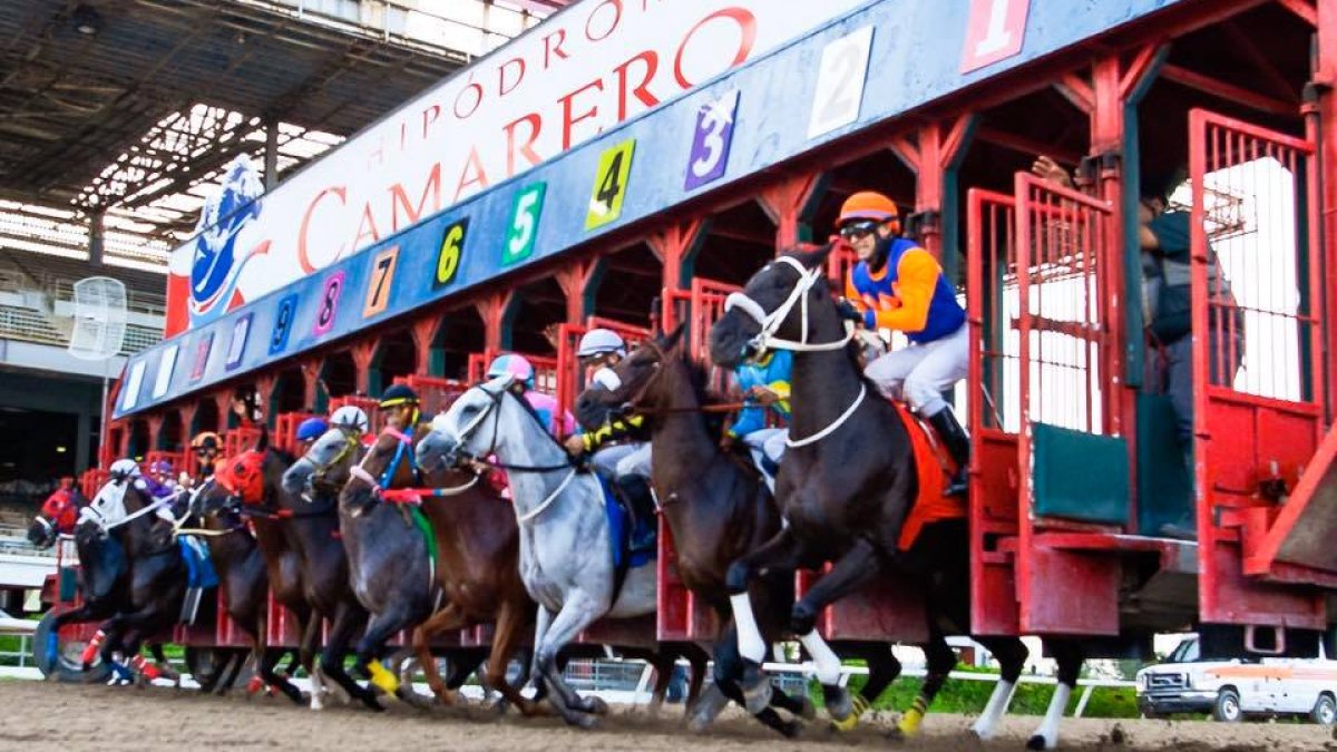 Industria hípica retoma actividades en Puerto Rico – Telemundo Puerto Rico