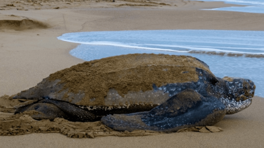 Aumento en eclosiones durante la temporada de tinglar 2019 – Telemundo ...