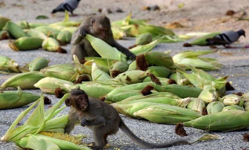 En supervivencia Isla de Monos – Telemundo Puerto Rico
