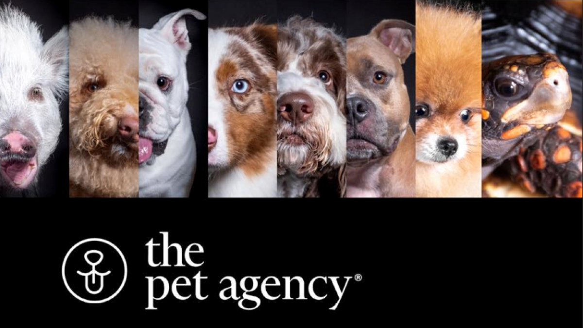 Lanzan agencia de talento para "pet influencers" – Telemundo Puerto Rico