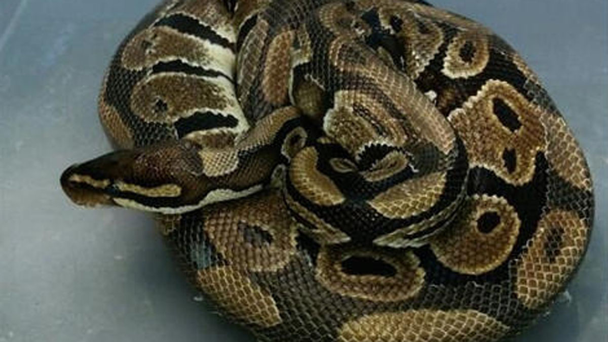 Hombre atrapa pitón frente a su residencia en Cupey – Telemundo Puerto Rico