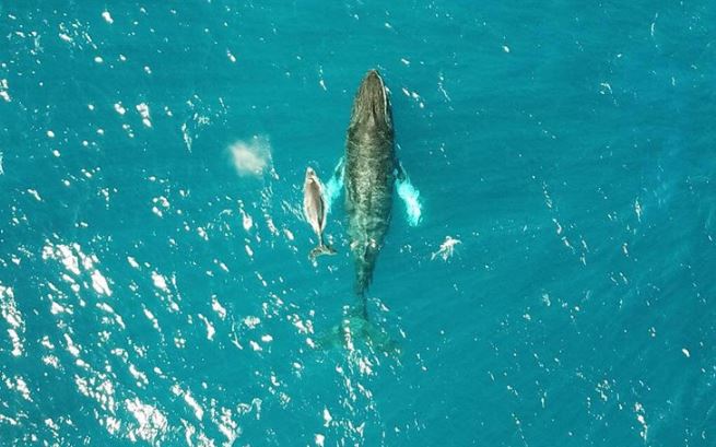 Espectacular avistamiento de ballenas en Manatí – Telemundo Puerto Rico