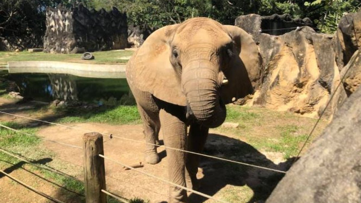 Radican medida para cerrar el zoológico de Mayagüez – Telemundo Puerto Rico