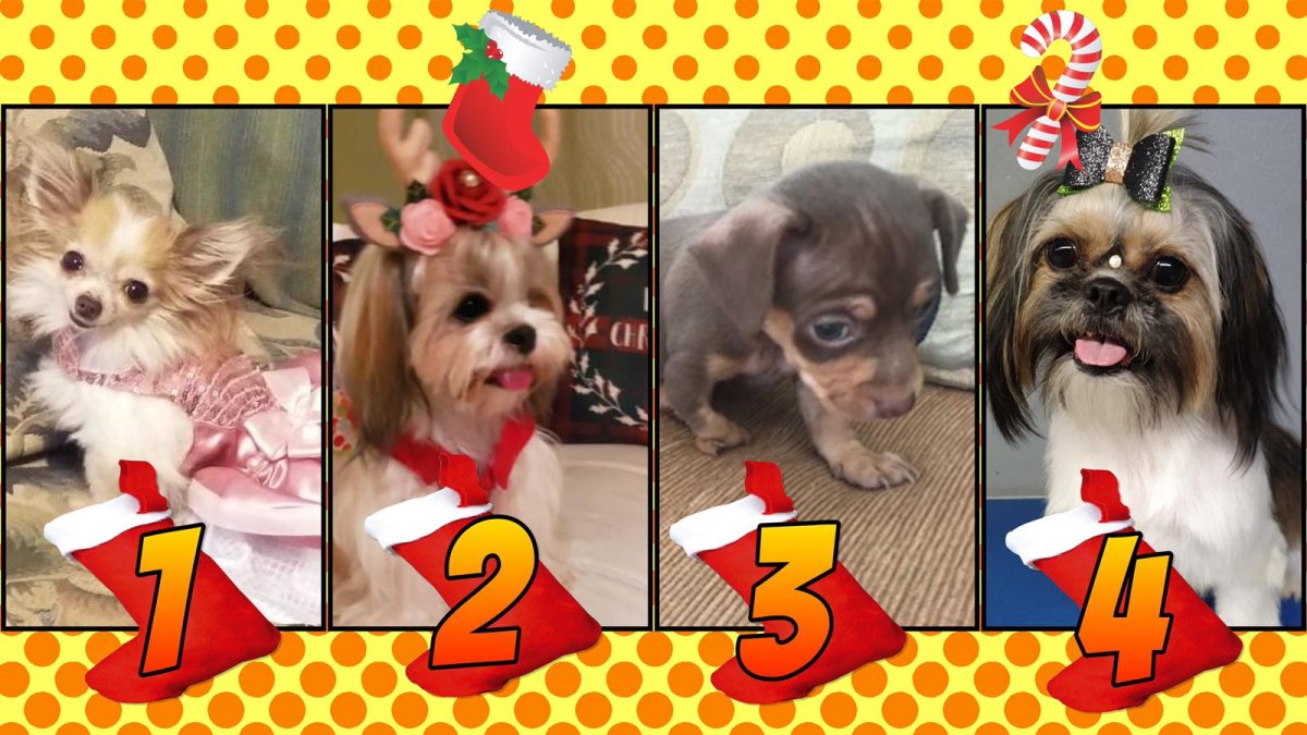 Vota: ¿Cuál es tu favorito? – Telemundo Puerto Rico