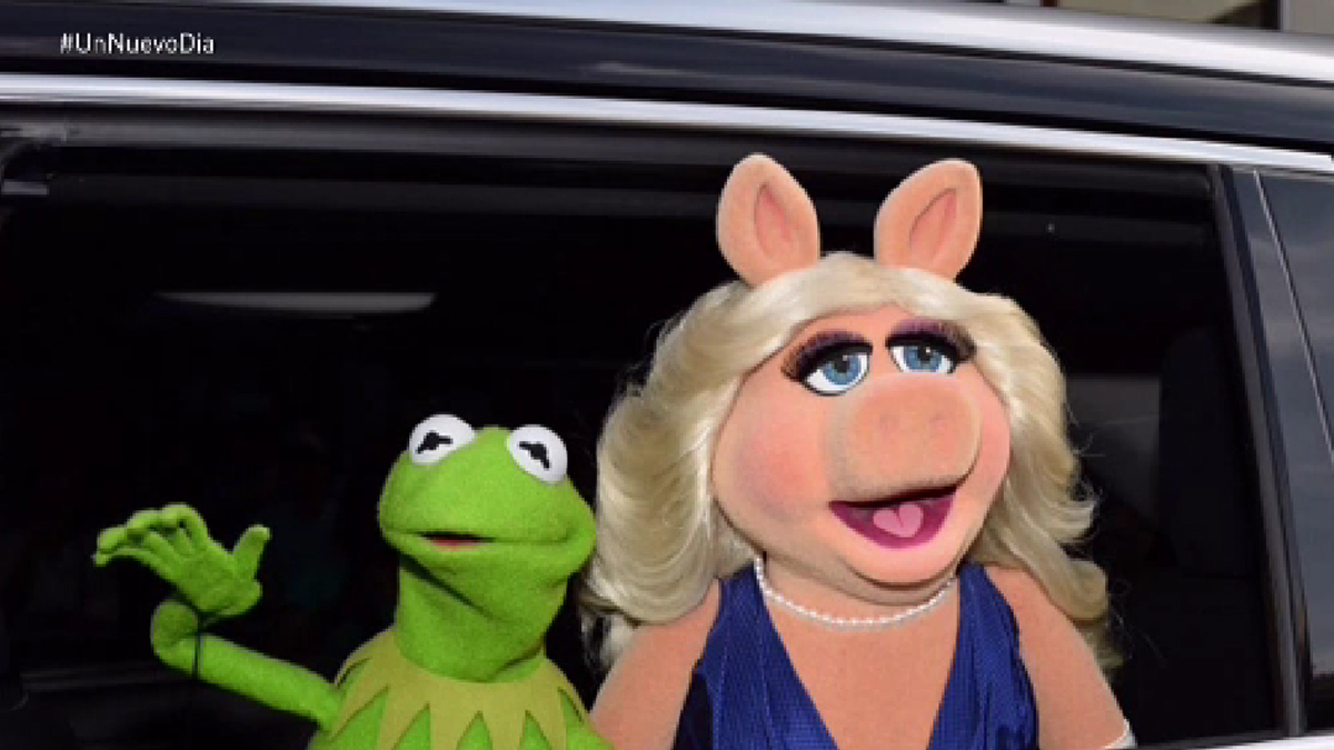 La rana René y Miss Piggy se separan – Telemundo Puerto Rico