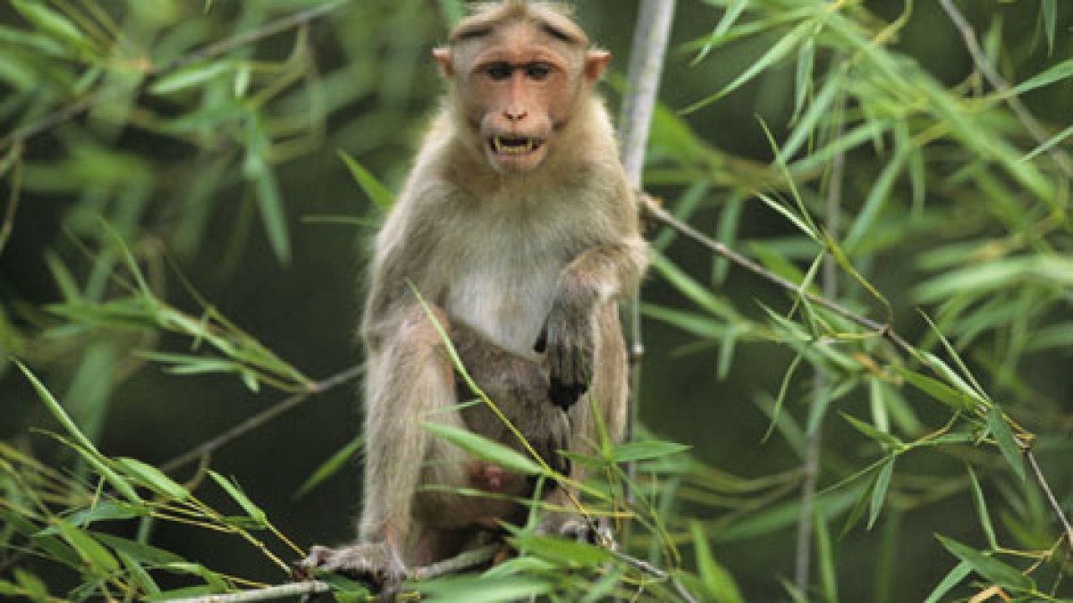 Trasladarán especies exóticas ilegales al Zoológico en República ...