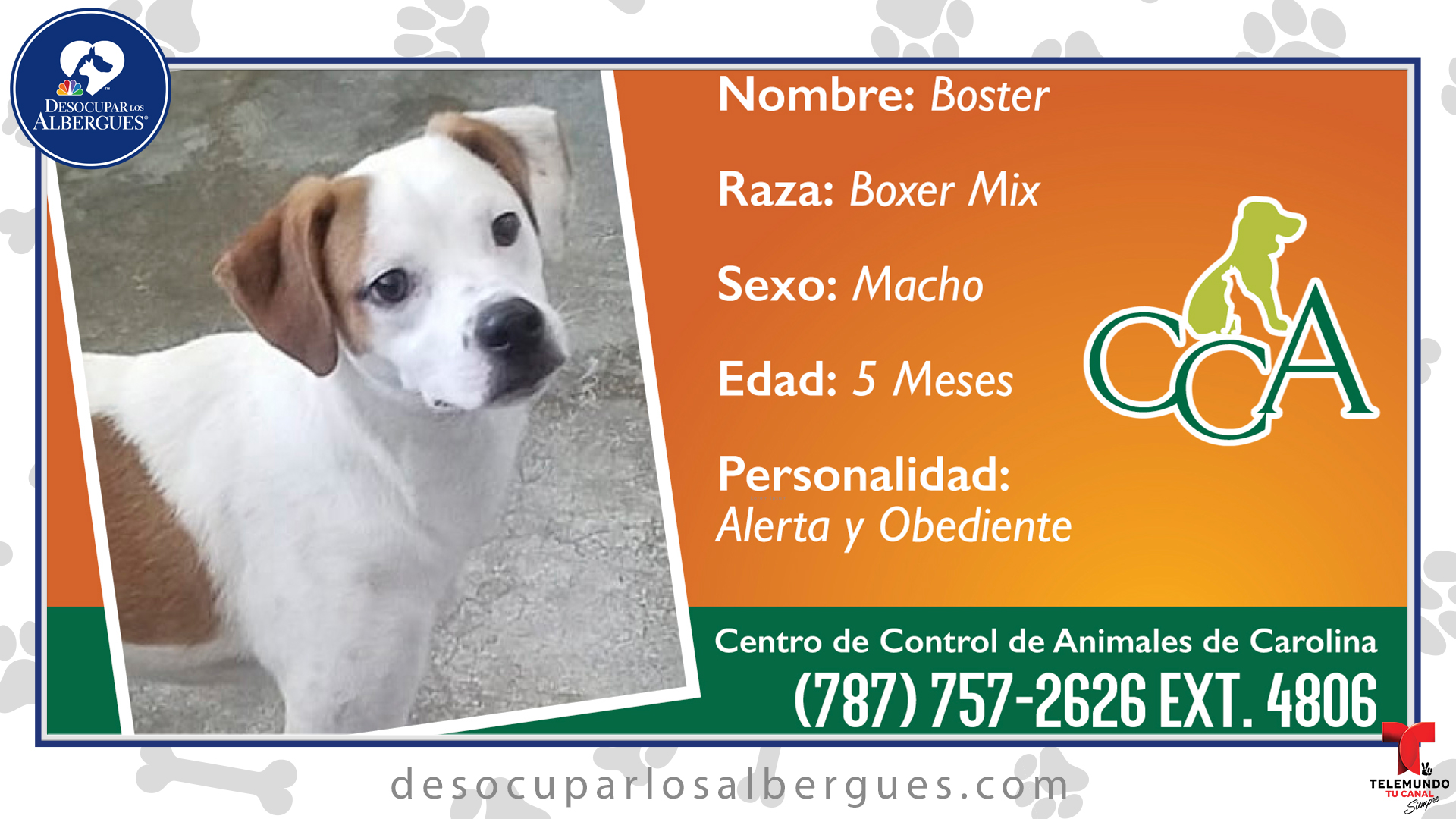 Fotos: Centro de Control de Animales de Carolina – Desocupar los ...