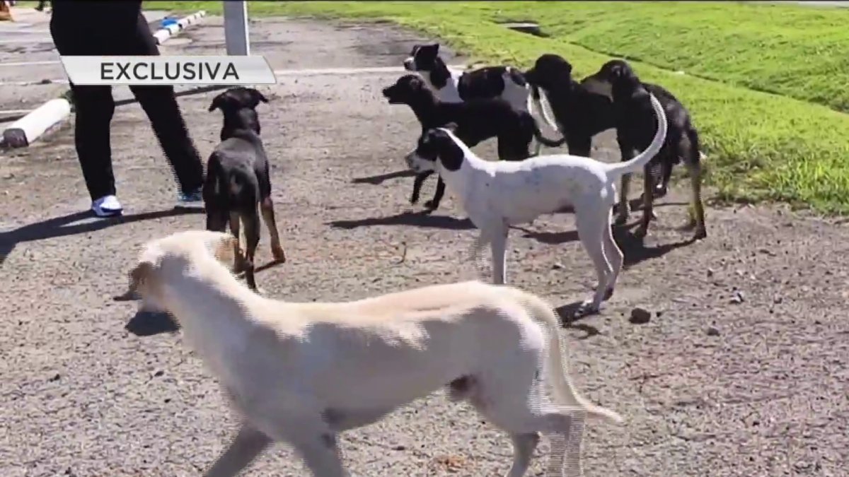 Decenas de perros son abandonados en Roosevelt Roads – Telemundo Puerto ...