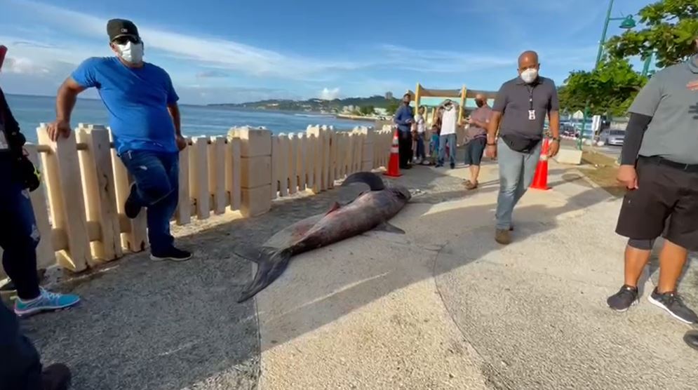 DRNA investiga hallazgo de tiburón muerto en playa de Aguadilla ...