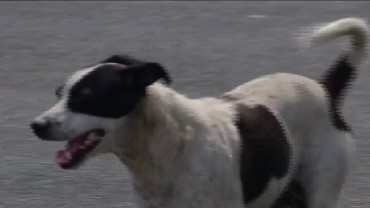 Perros abandonados inundan a Puerto Rico – Telemundo Puerto Rico