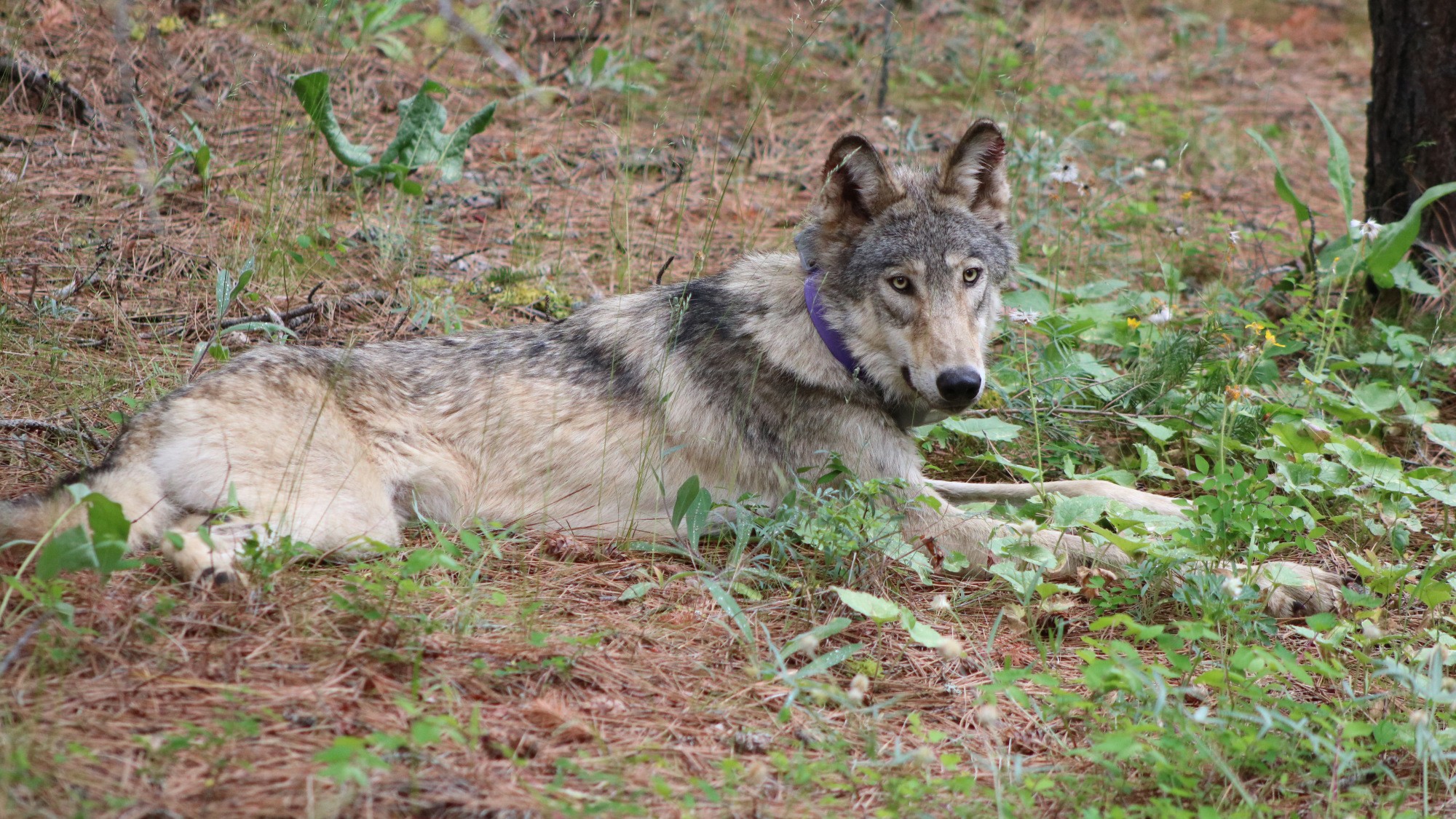 Lobo en Yosemite Park: el primero en 100 años – Telemundo Puerto Rico