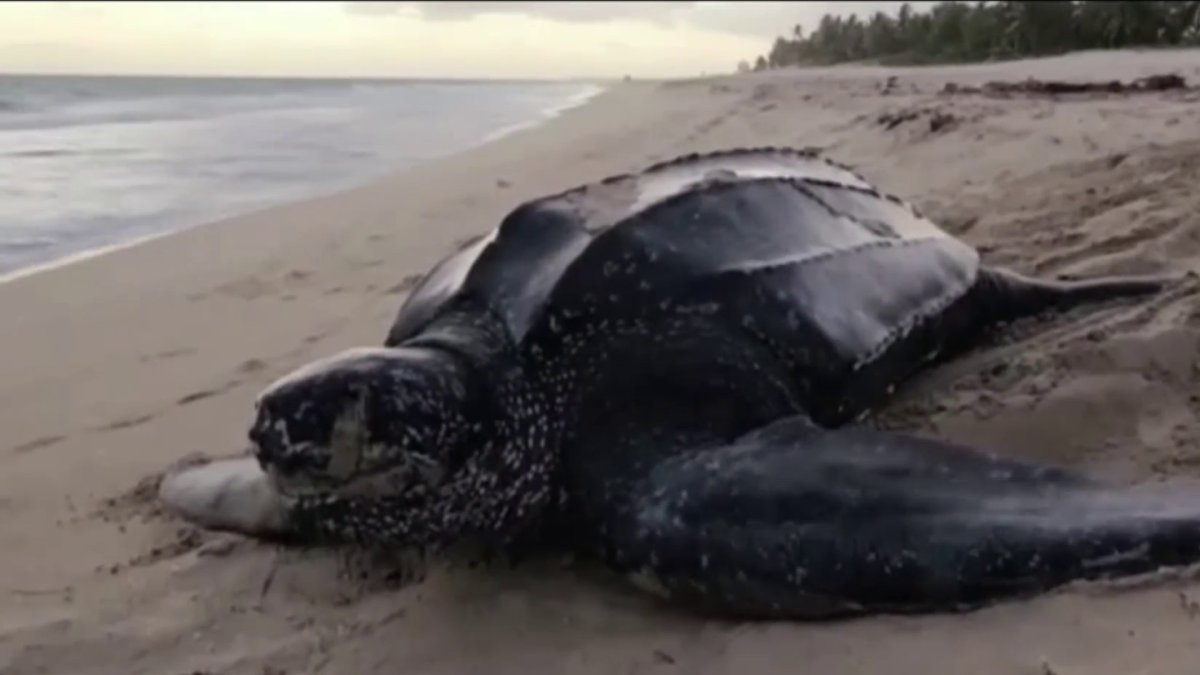 Semana del Planeta | Hacen importante llamado de conservar a los ...