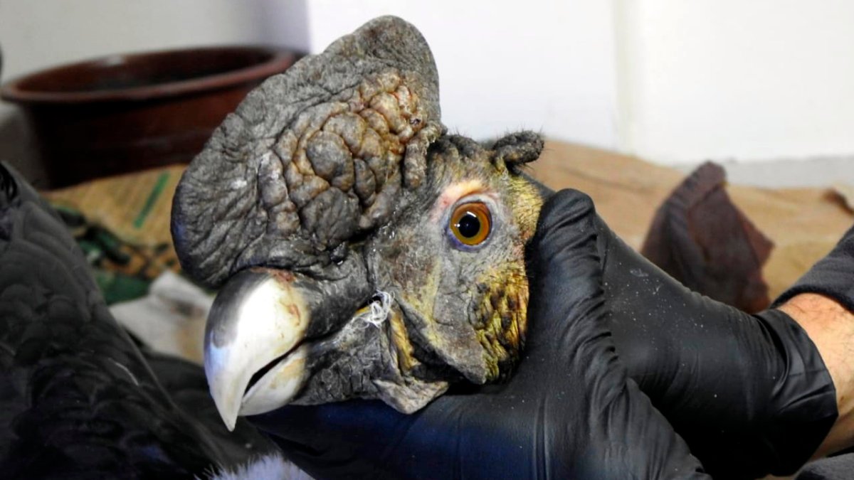Rescatan a un cóndor andino con perdigones en el cuerpo – Telemundo ...
