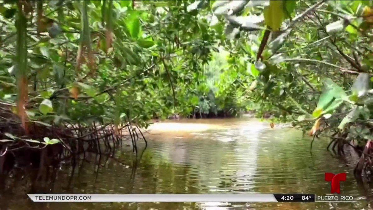 Iniciativa busca reforestar zonas de manglares en el noroeste de la ...