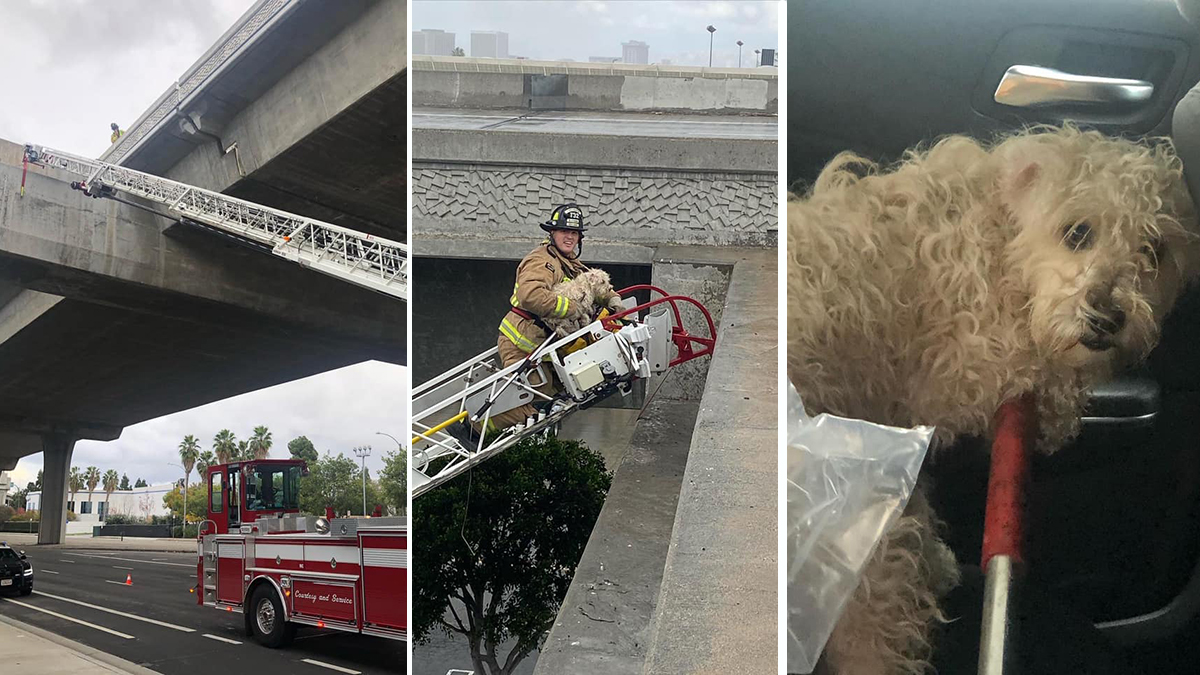 Rescatan a perro atrapado en puente en Autopista 105 – Telemundo Puerto ...