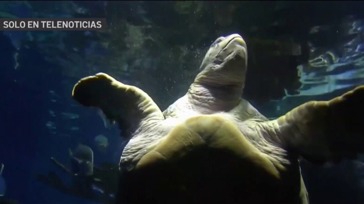 Monitorean desde Puerto Rico a Carmen, una tinglar que hace largos ...