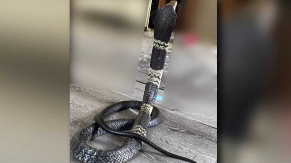 Arrestan a dueño de cobra que desapareció en Grand Prairie: ¿Dónde está ...