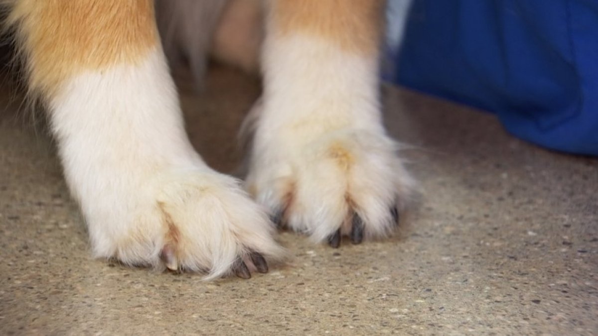 Pagó casi $1,000 por dos perros que nunca le enviaron – Telemundo ...