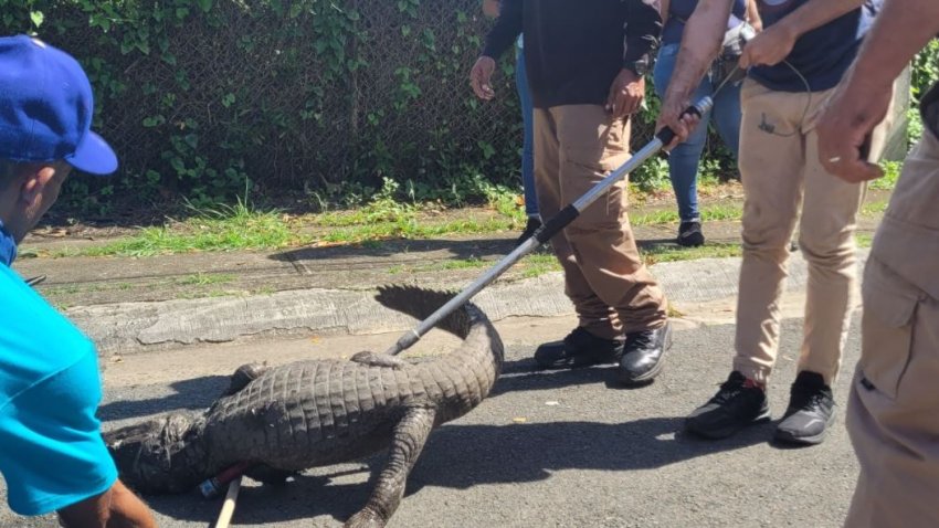 Puerto Rico: capturan caimán frente a escuela en Vega Baja – Telemundo ...