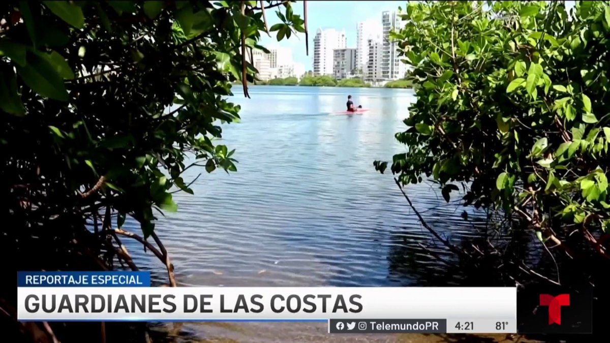 La importancia de los mangles para el cuidado y vigencia de nuestras ...