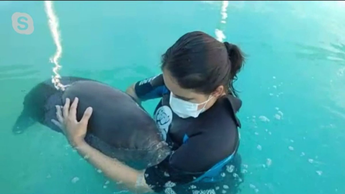 Bajo cuidado bebé manatí rescatada – Telemundo Puerto Rico