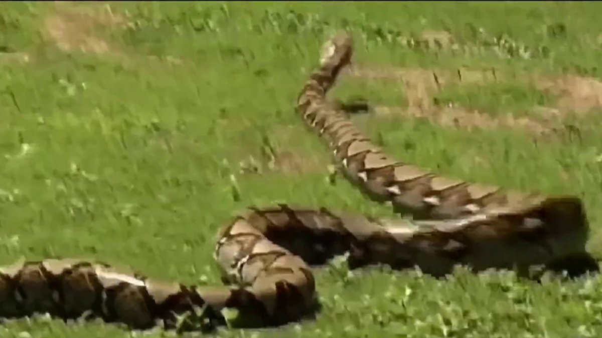 Pitón reticulada en Puerto Rico – Telemundo Puerto Rico