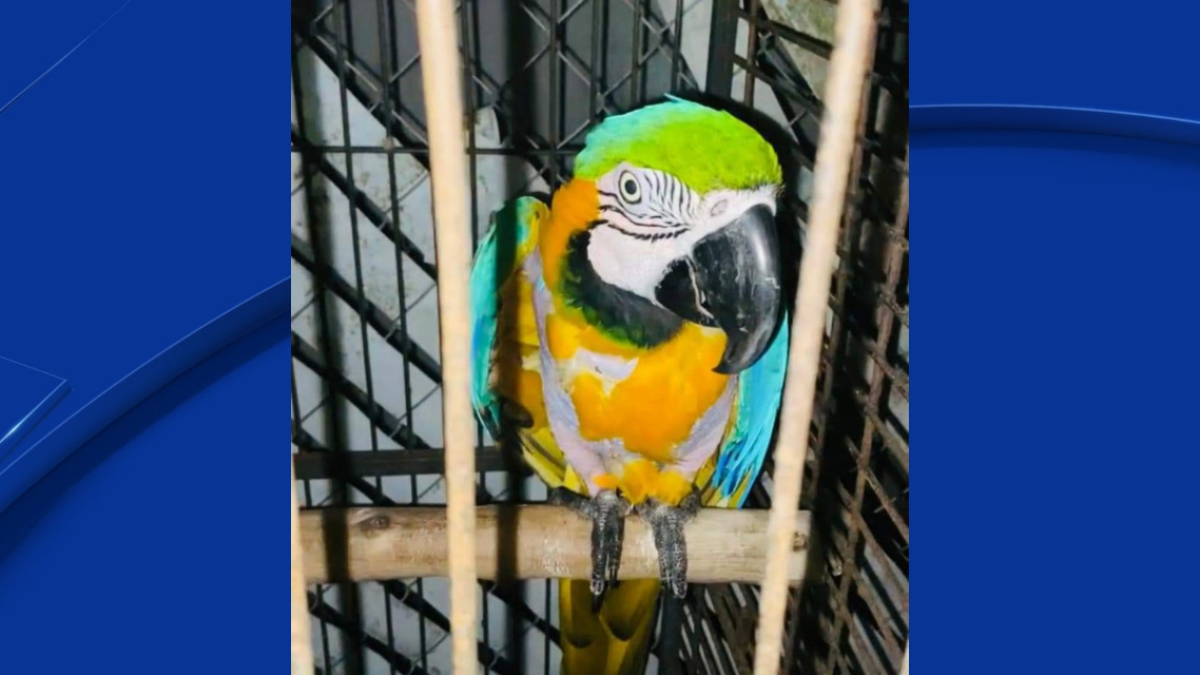 Se roban guacamayo de casa en Juncos – Telemundo Puerto Rico