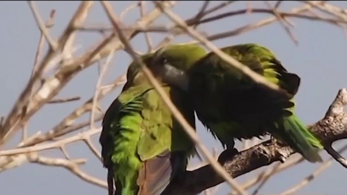 Esperanzador panorama para la repoblación de la cotorra puertorriqueña ...