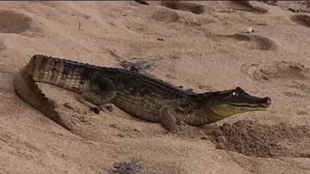 Los Caimanes están por todo Puerto Rico – Telemundo Puerto Rico