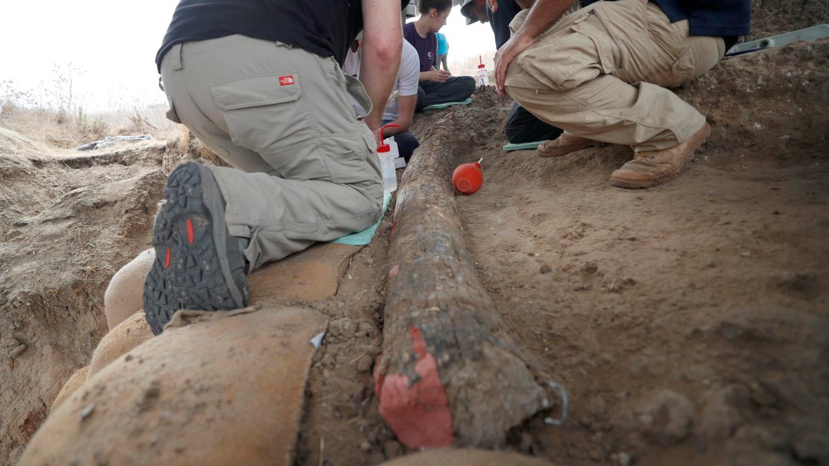 Hallan el enorme colmillo de un elefante que vivió hace 500,000 años ...