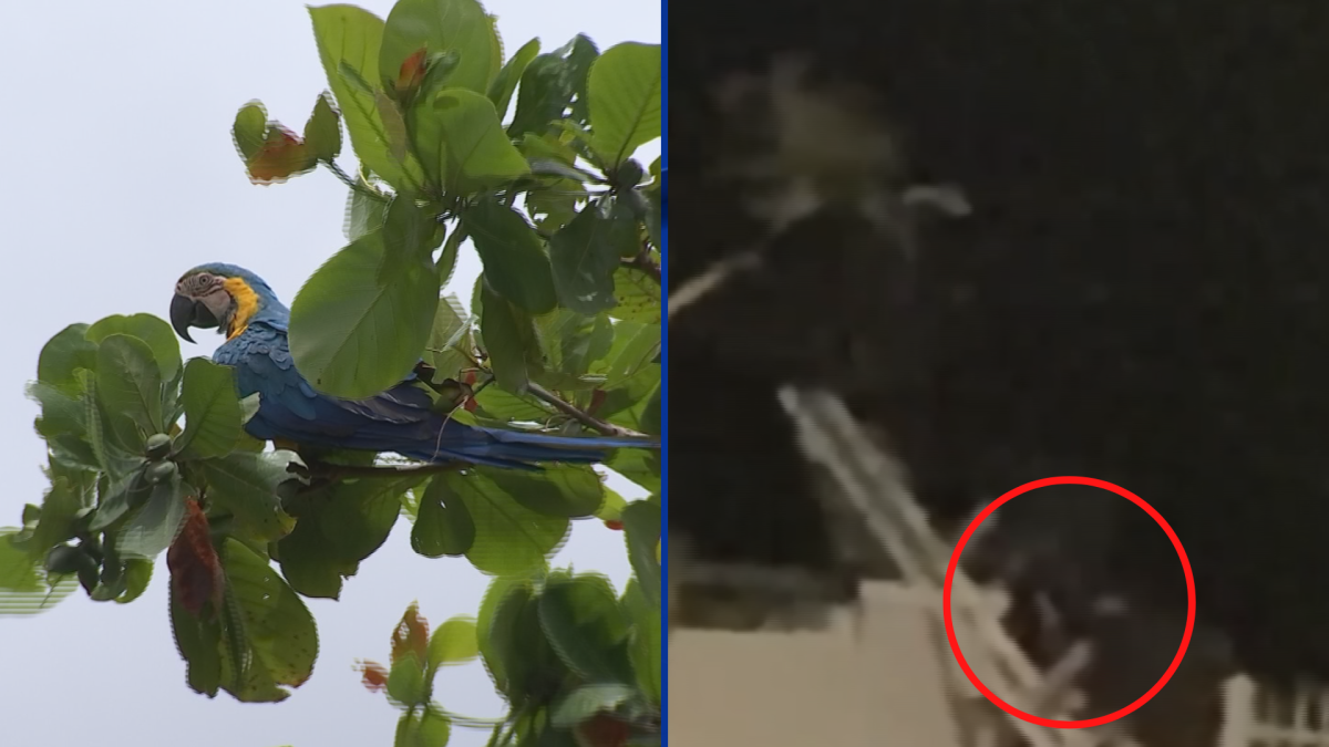 Sujetos escalan palmas y se roban guacamayos en Guaynabo – Telemundo ...