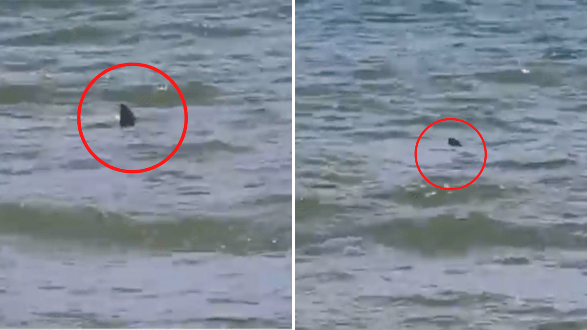 Captado en video: tiburones en playa de Naguabo – Telemundo Puerto Rico