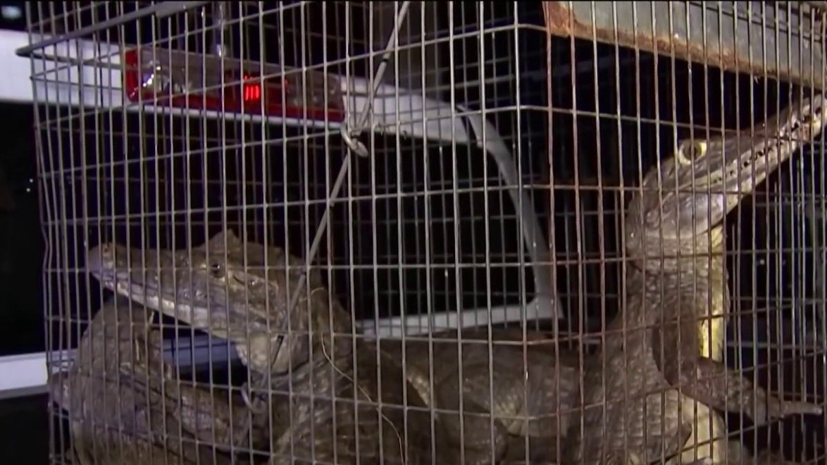 No descartan que caimanes hallados en Manatí eran usados para ...