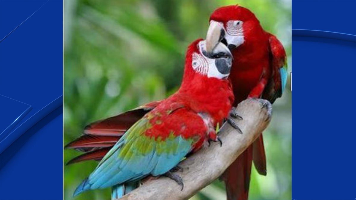 Hurtan dos guacamayos de Museo del Niño en Carolina – Telemundo Puerto Rico