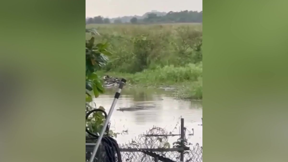 Avistan caimán detrás de residencia en Río Grande – Telemundo Puerto Rico