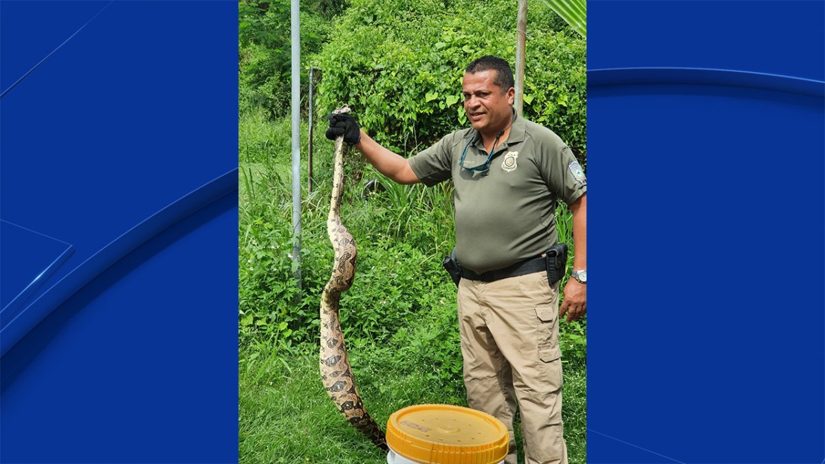 DRNA captura boas constrictor en Añasco – Telemundo Puerto Rico
