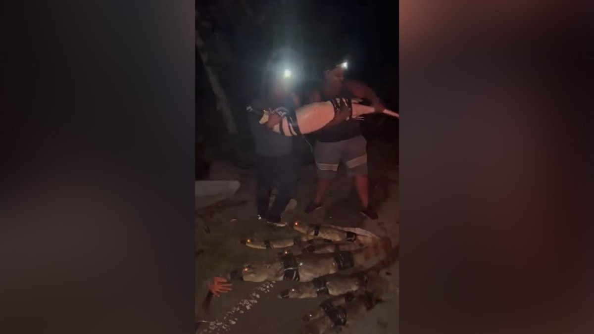 Hermanos capturan 10 caimanes en Puerto Rico – Telemundo Puerto Rico