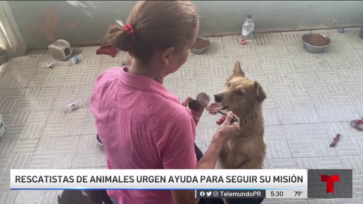 Rescatistas de animales piden ayuda para continuar su labor – Telemundo ...