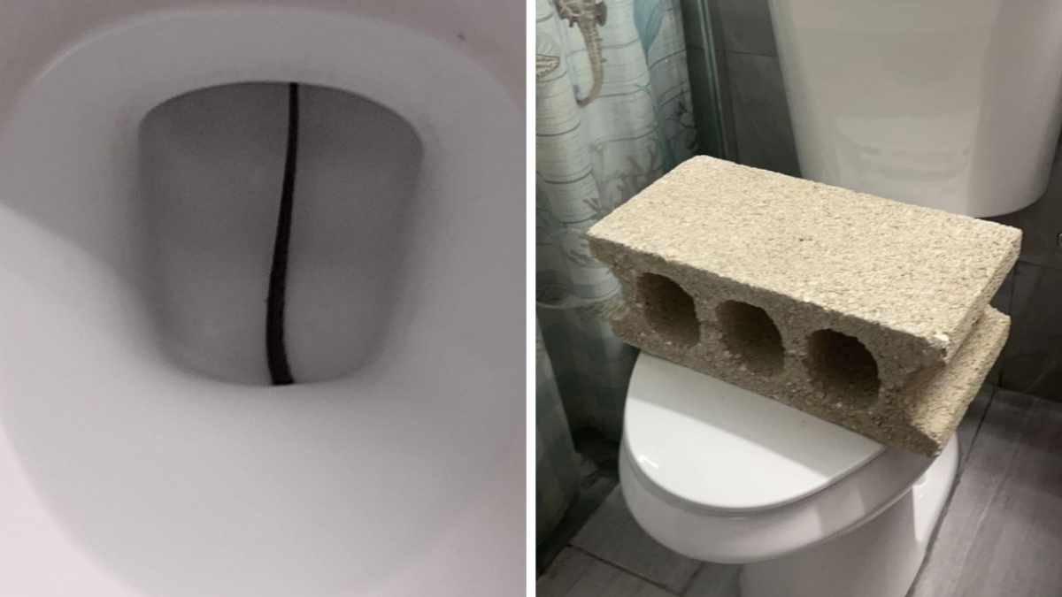 Encuentran culebra "corredora" en el inodoro de una residencia en ...