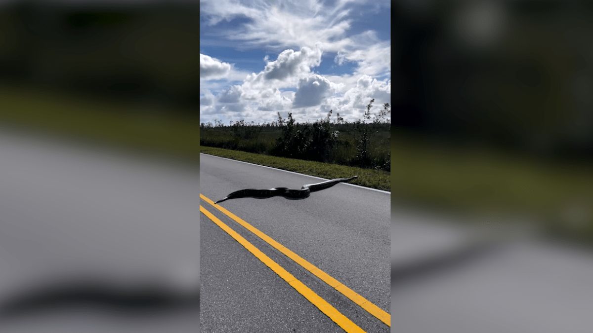 Captan enorme pitón cruzando la carretera en los Everglades – Telemundo ...