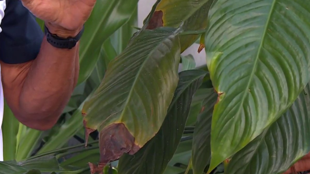 Cosas de Douglas: cómo revivir plantas secas – Telemundo Puerto Rico