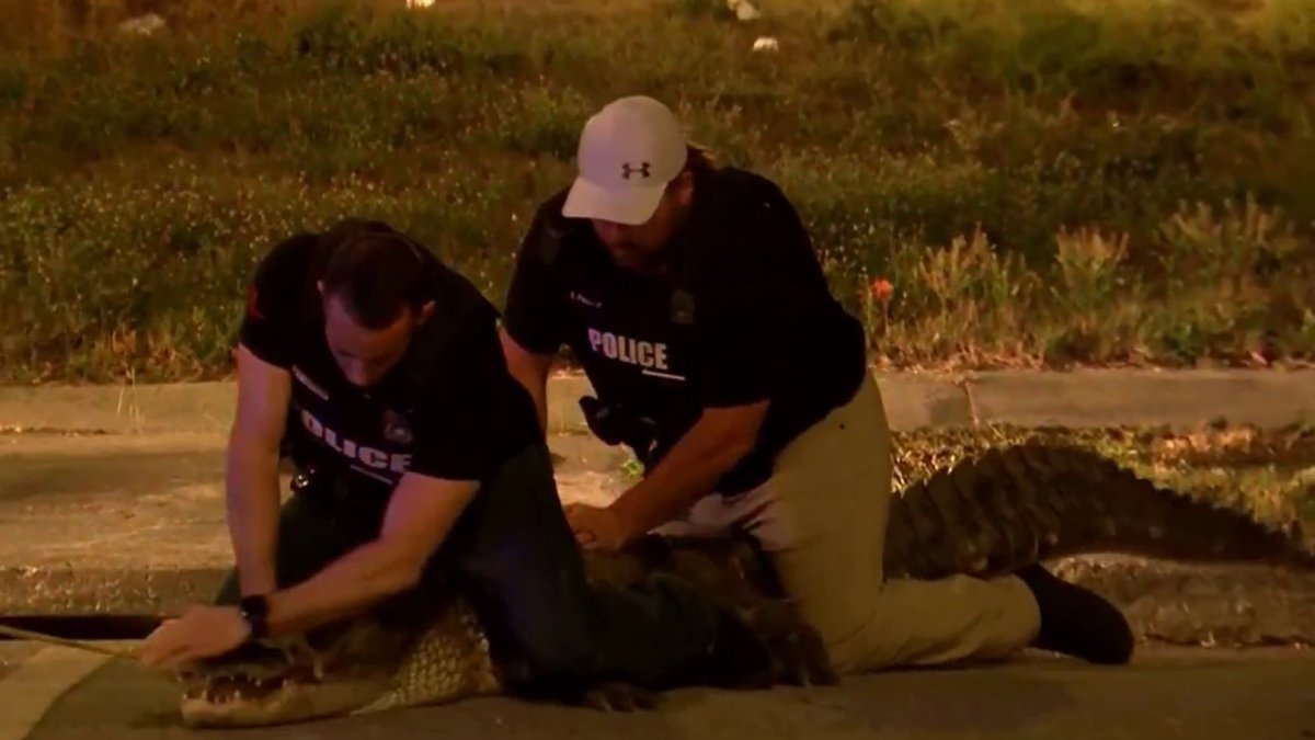 Oficiales capturan enorme cocodrilo en zona residencial de Tampa ...