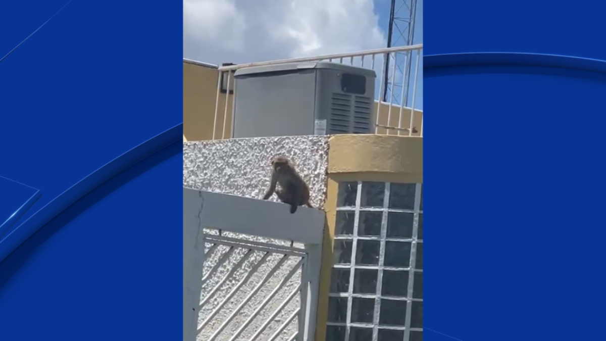 Ciudadanos captan a mono en urbanización de Guaynabo – Telemundo Puerto Rico