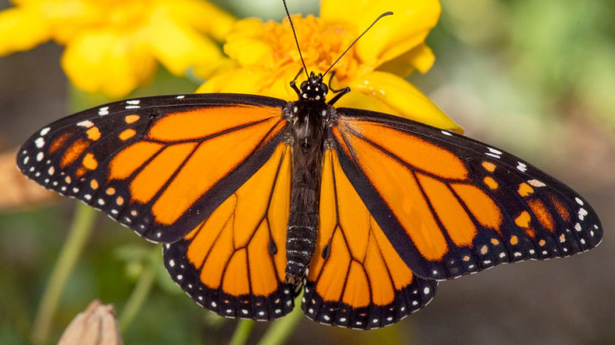 México: la superficie ocupada por la mariposa monarca se reduce en un ...