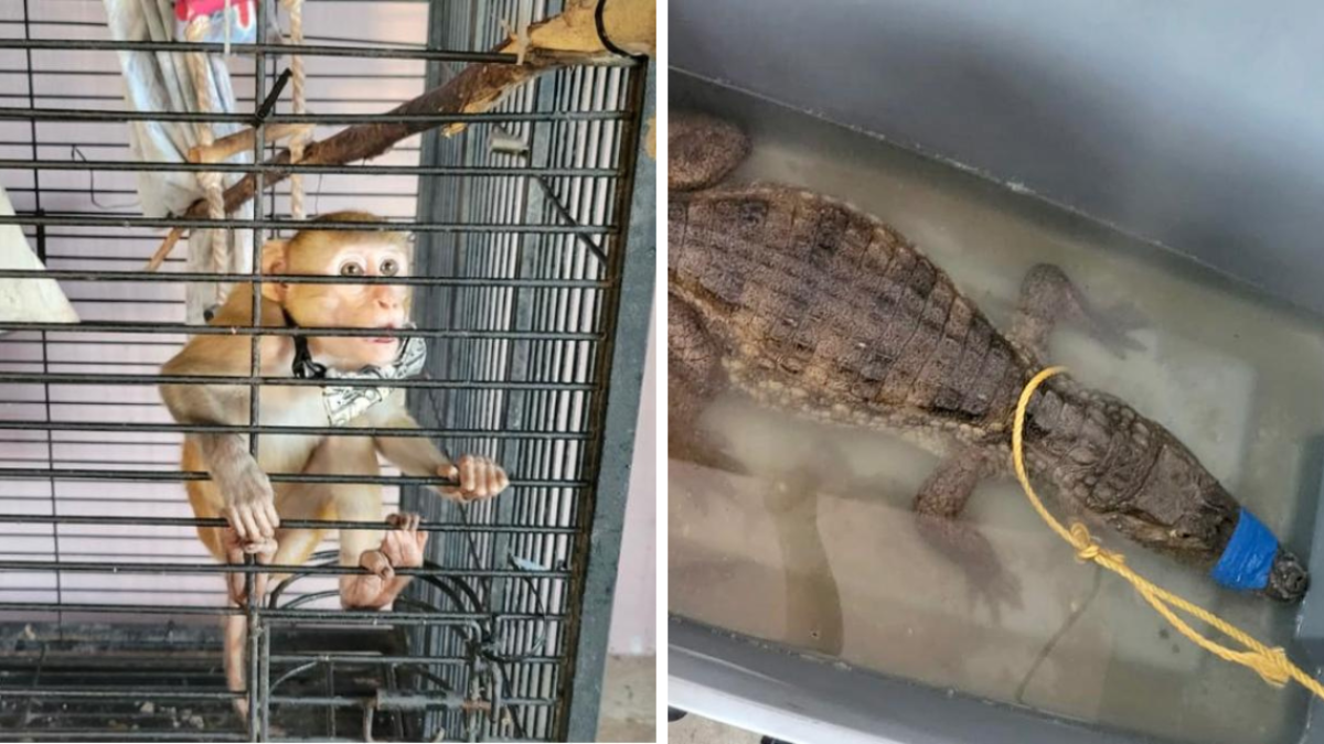 Policía ocupa armas, un mono y un caimán durante allanamiento en Toa ...