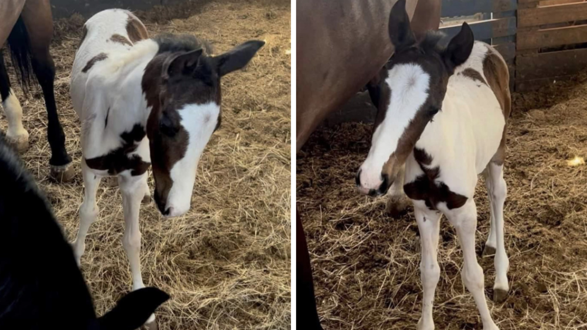 Hurtan potra de dos meses de establo en Juana Díaz – Telemundo Puerto Rico
