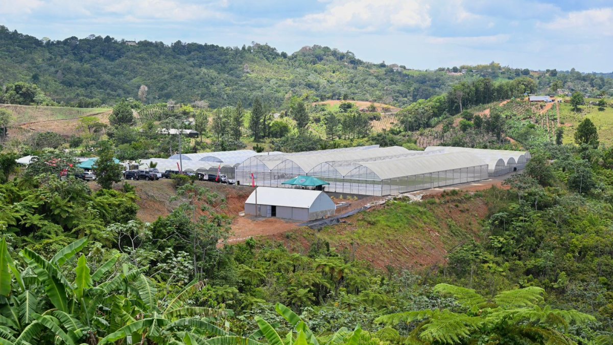Empresa de cultivo de lechugas expande sus operaciones en Lares ...