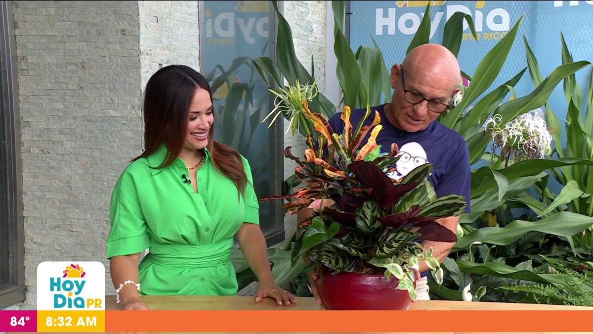 Cosas de Douglas: lo que debes saber sobre los “dish garden ...