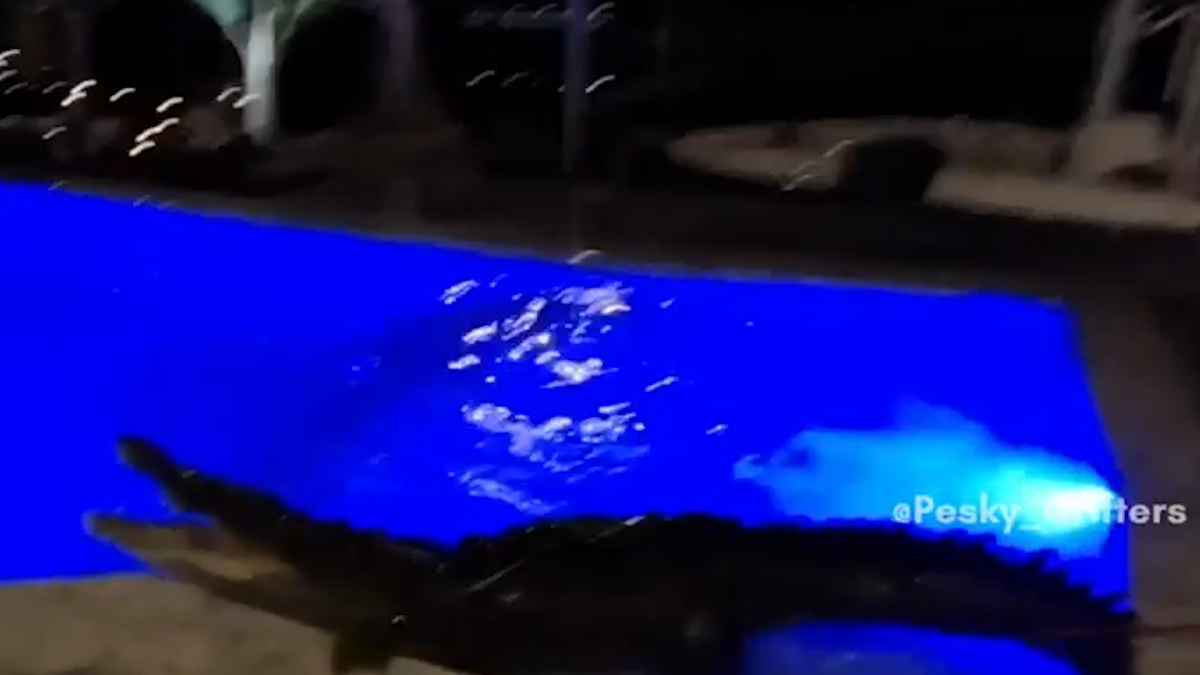 Video: feroz lucha para sacar a enorme cocodrilo de piscina en el sur ...