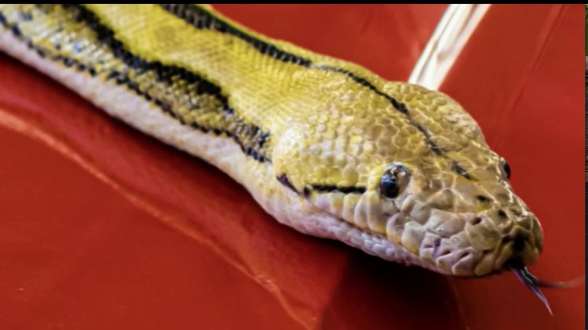 Familia de Chatsworth busca a serpiente pitón – Telemundo Puerto Rico